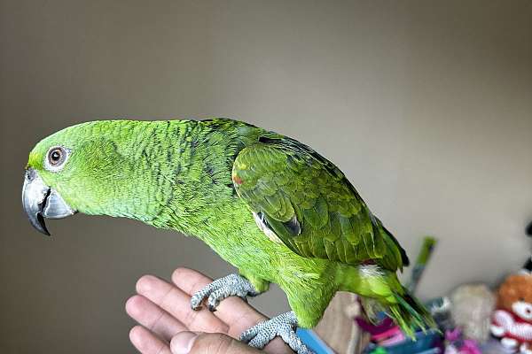 Male Yellow Naped Amazon Parrot