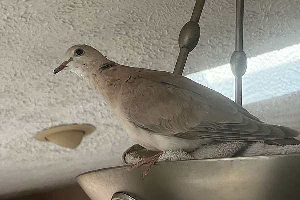 Young Hand-Tamed Ringneck Dove #1