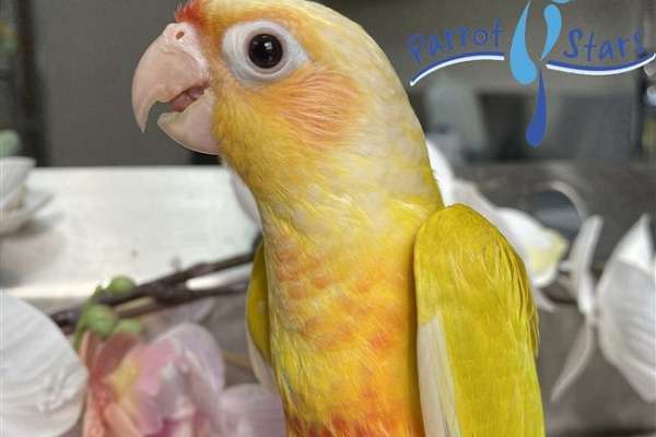 Baby Sun Cheek Green Cheek Conure Available at Parrot Stars