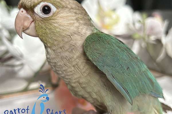 Baby Turquoise Cinnamon Green Cheek Conure Available at Parrot Stars