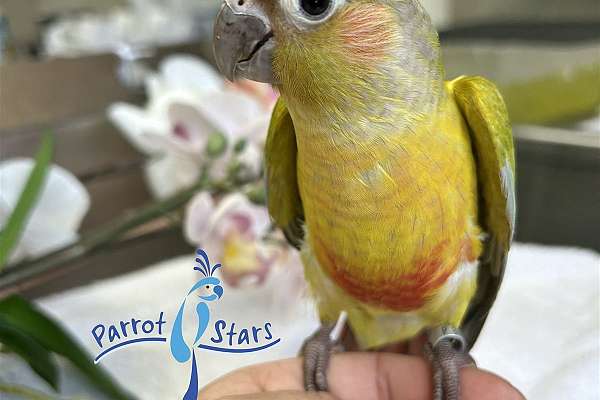 Baby Dilute Green Cheek Conure Available at Parrot Stars