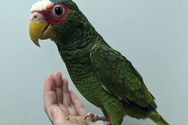 White Fronted Amazon