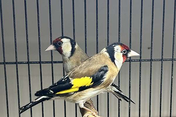 Goldfinch breeding pair