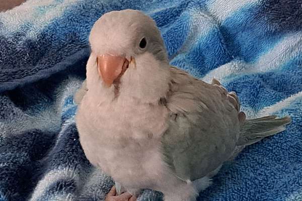 Baby Quaker