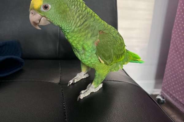 Amazon parrot