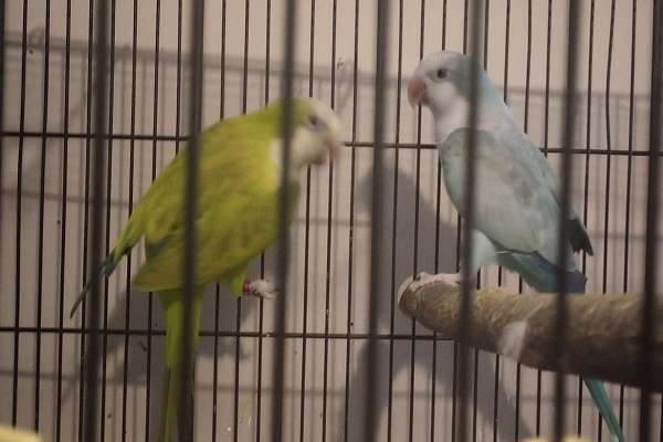 Opaline Quaker pair