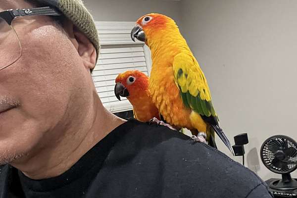 Sun Conures