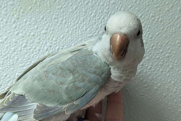 Opaline Quaker