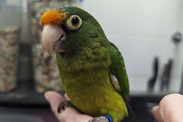 Half Moon Conure