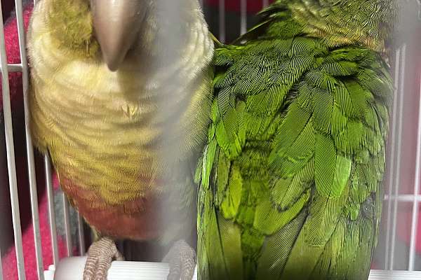 Green cheek conure breeding pair