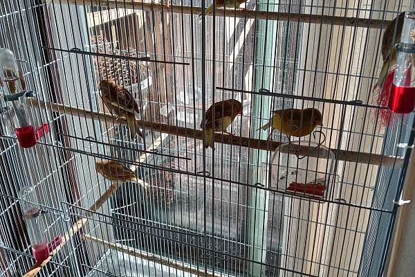 15 Canaries for Sale