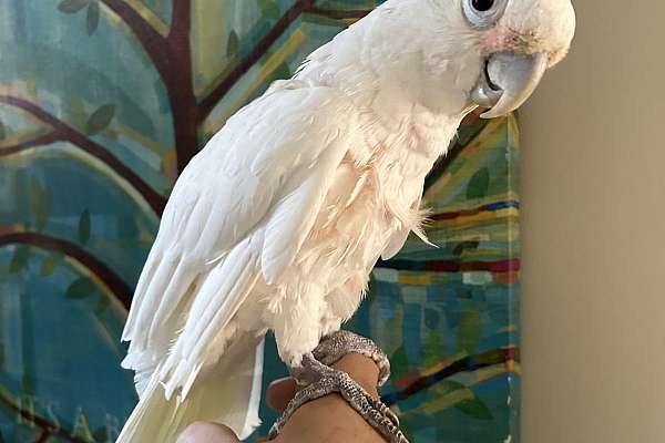 Beautiful male Goffin cockatoo