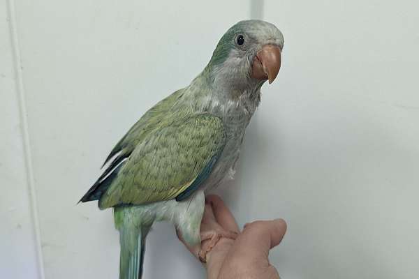 Turquoise Quaker