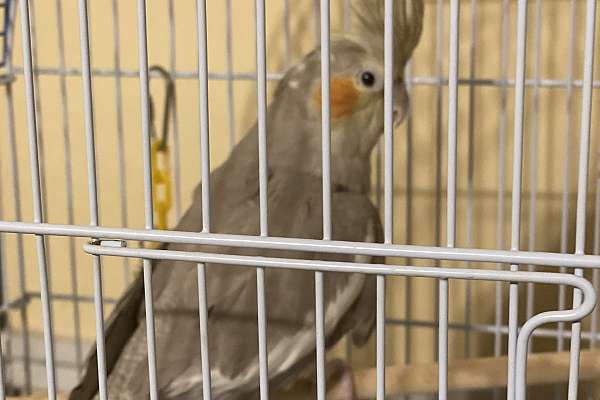Female cockatiel bird