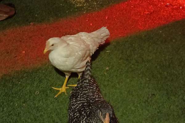 White leg horn rooster and Barred Plymouth rock chicken