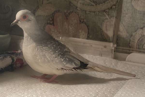 Male Diamond Dove for sale