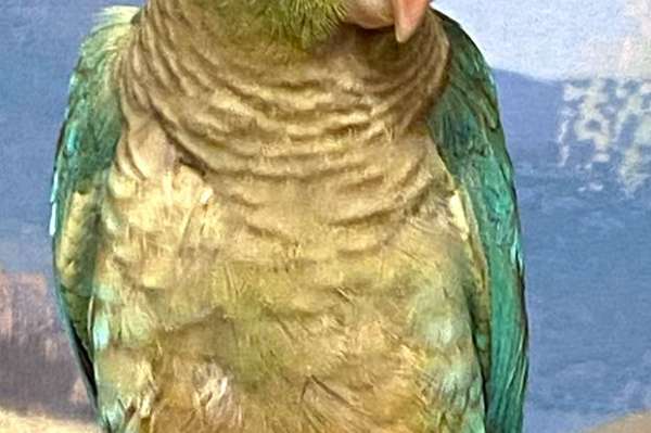 Cinnamon Turquoise Green Cheek Conure Baby - Hand Fed & Weaned