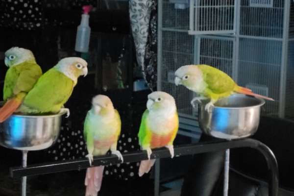 Pineapple Green Cheecks & Regular Conures available