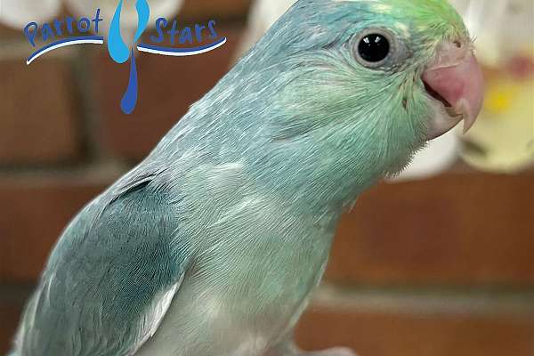 Baby Turquoise Pied Parrotlet Available