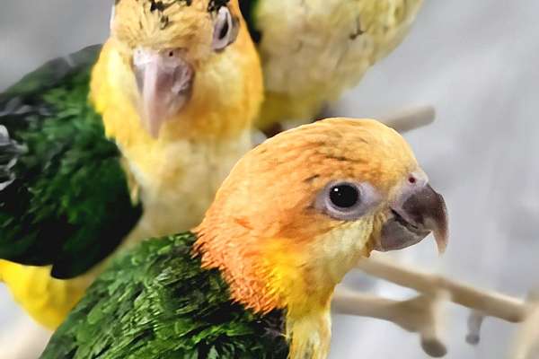 White Bellied Caique