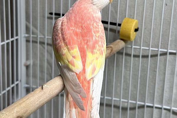 Female Rubino Bourke