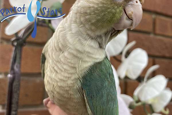 Baby Turquoise Cinnamon Green Cheek Conure Available at Parrot Stars