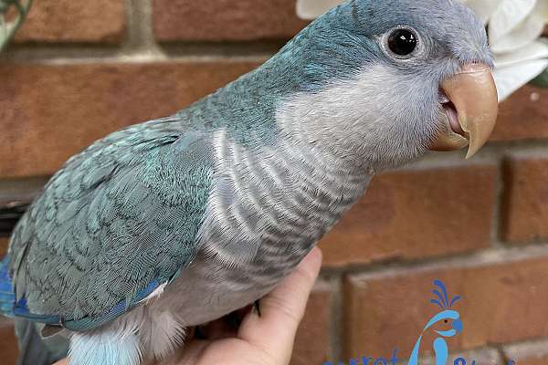 Baby Blue Quaker Parrot Available at Parrot Stars
