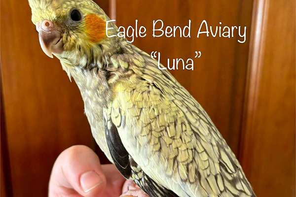 Handfed cockatiel hens