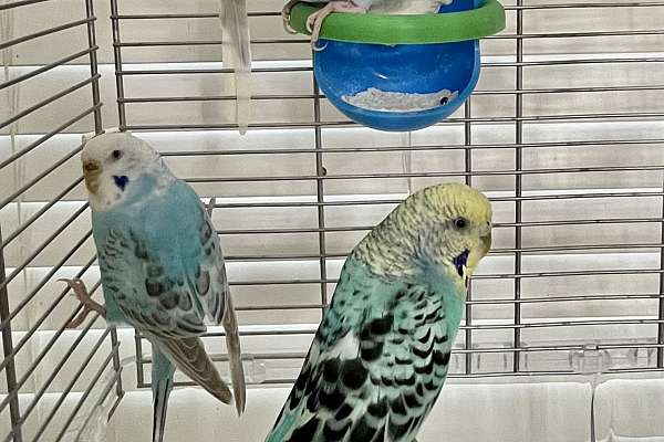 Parakeet Birds/Budgies