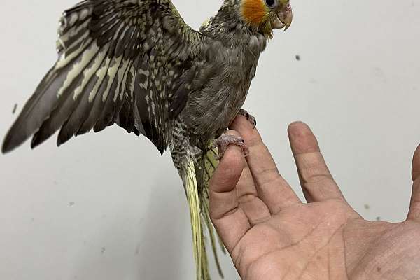 Sweet Baby cockatiel # 6