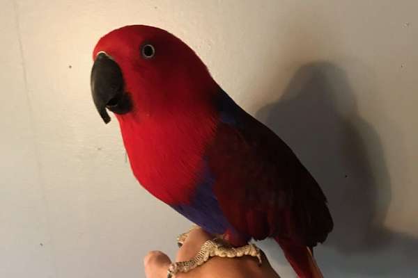 Sweet red sided female eclectus