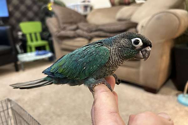 Beautiful baby turquoise green cheek conure