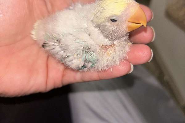 The cutest lovebirds (sold)