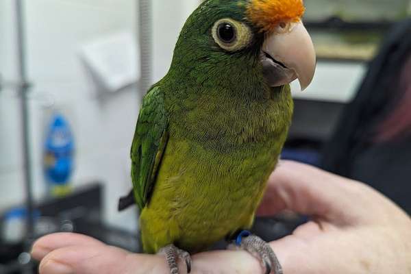 Half Moon Conure