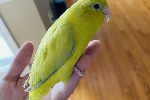 hand fed Parrotlets