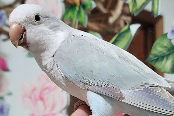 Beautiful young female quakers