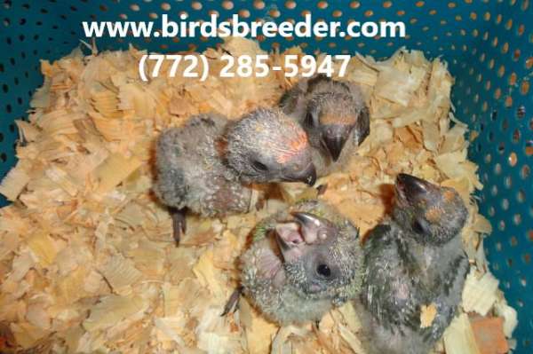 Baby Red Bellied Parrots now hatching at $1,000 ea if 3 or more taken each