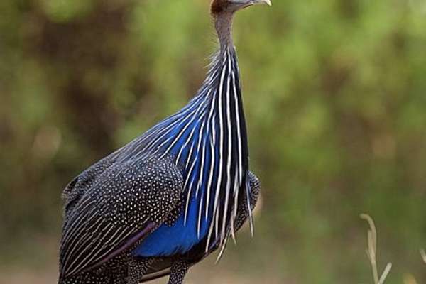 Vulture Guinea Fowl