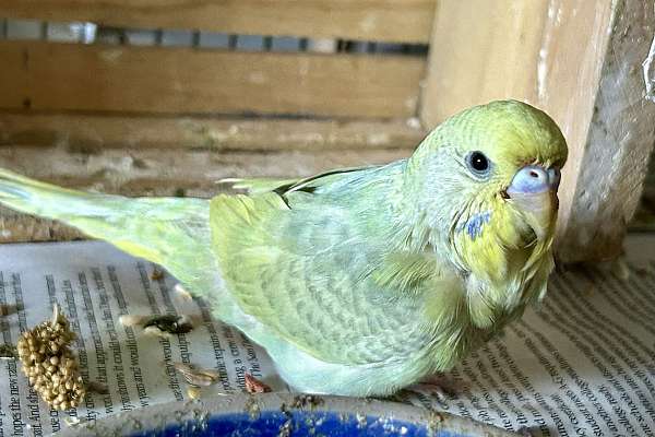 Beautiful rainbow color parakeet, just weaning