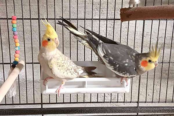 Beautiful Large Pearl Cockatiel Pair