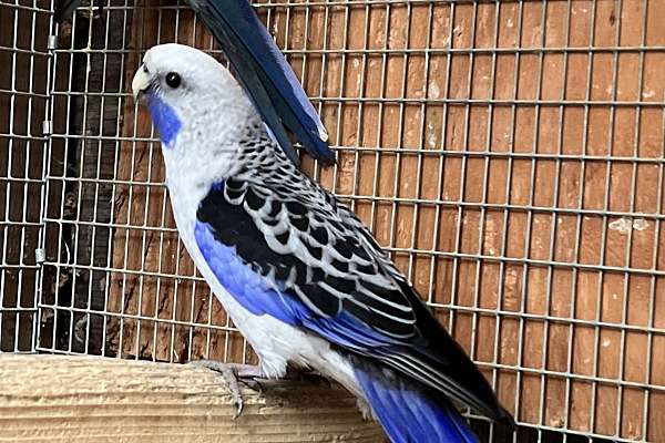 Blue Pennant Rosella