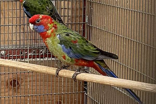 Crimson Rosella