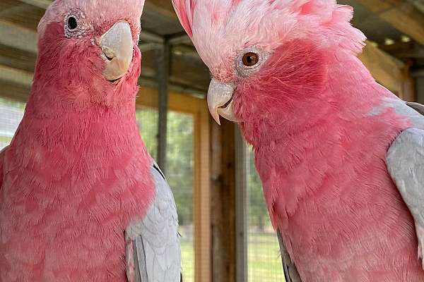 Galah chicks (Rosebreasted Cockatoo)