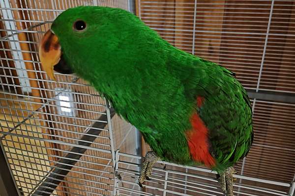 Male Eclectus