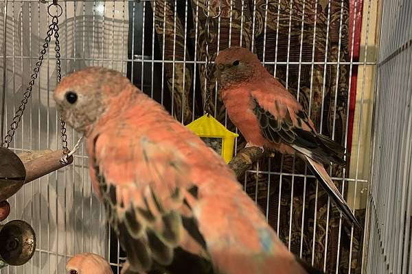 Rosey Bourke parakeet