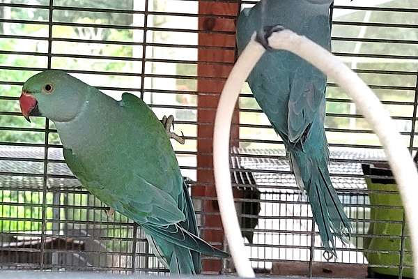Female Indian Ringnecks