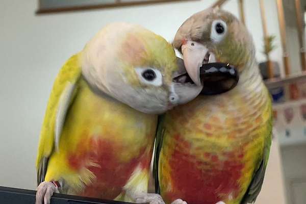 Breeding Pair of conures