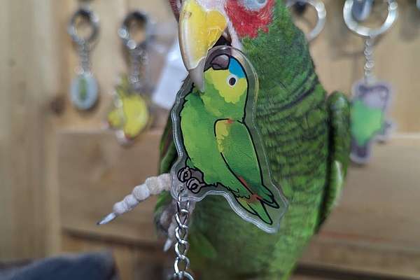 White Fronted Amazon