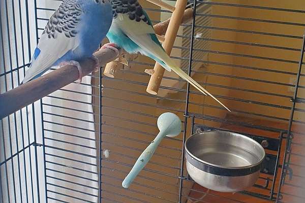 Parakeets