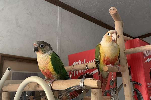 Breeder parents and babies